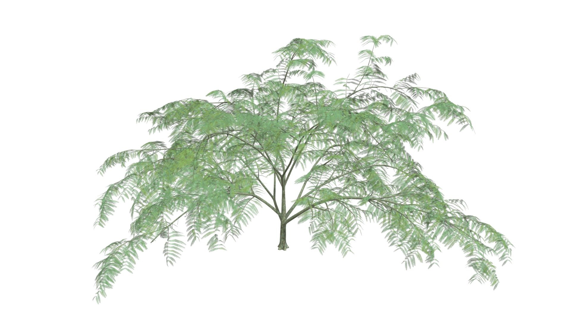 Mimosa Tree #04 - Buy Royalty Free 3D model by meshshape [279abb2 ...