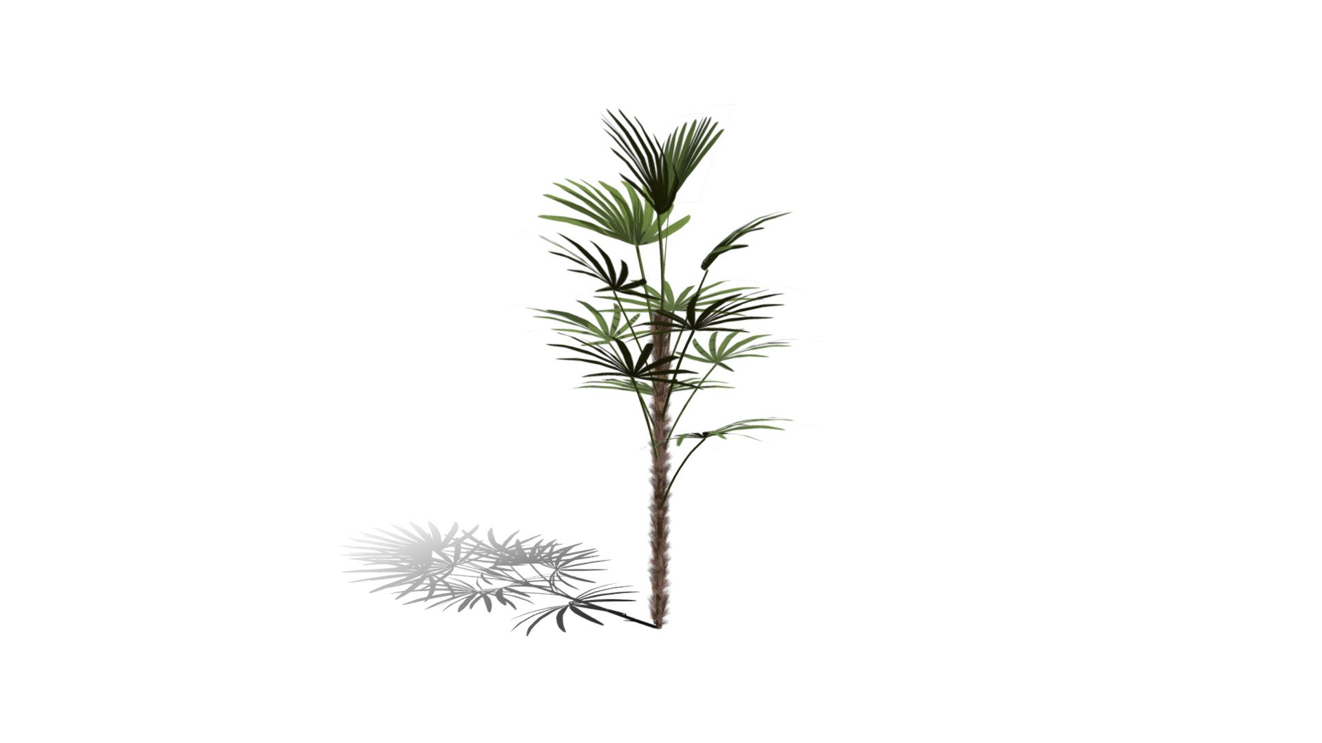 Realistic HD Bamboo palm (1/30) - Download Free 3D model by ...