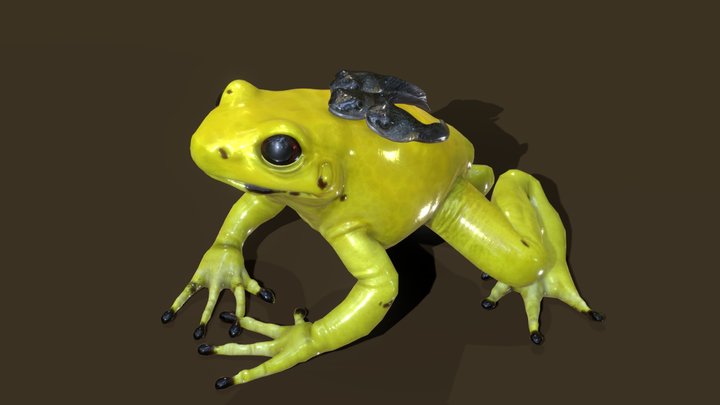Frogs 3D models - Sketchfab