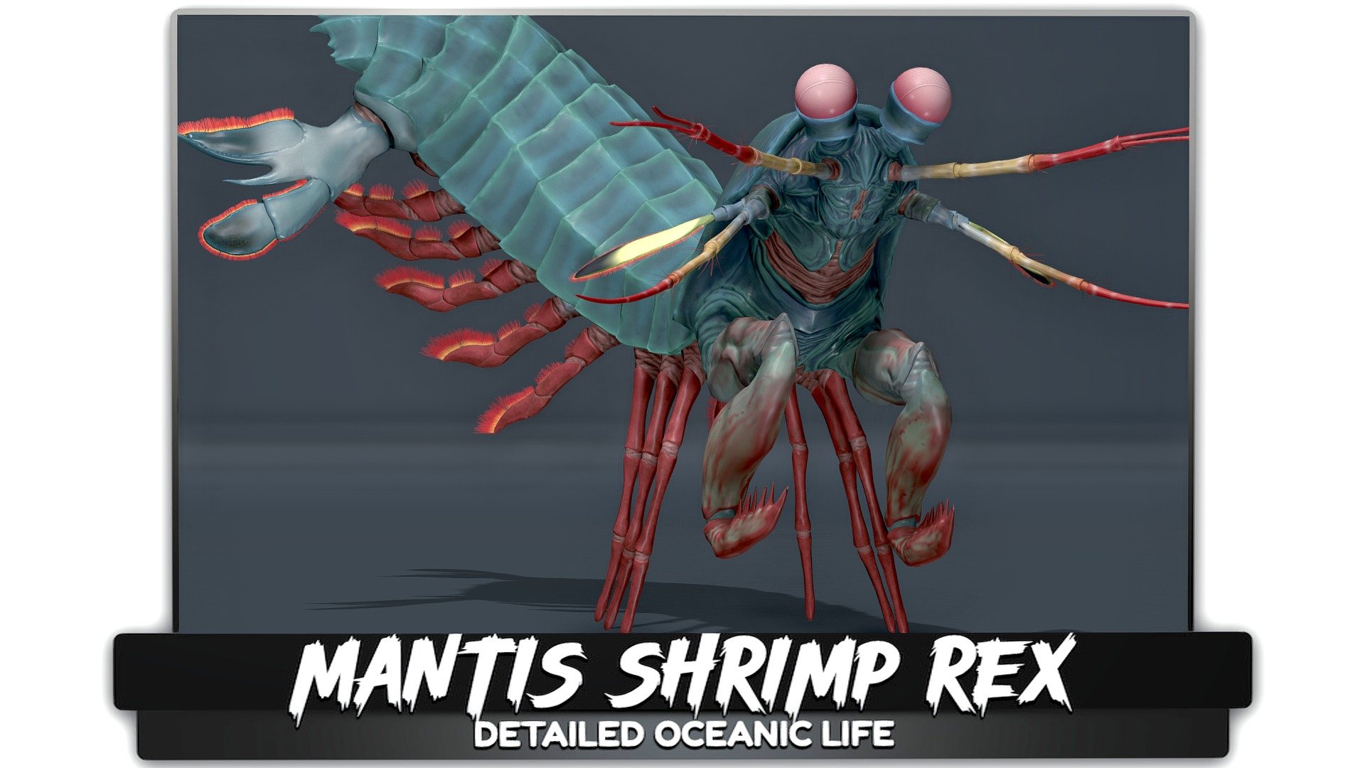 Mantis Shrimp - Rex Rainbow Peacock - #52 - Buy Royalty Free 3D model ...