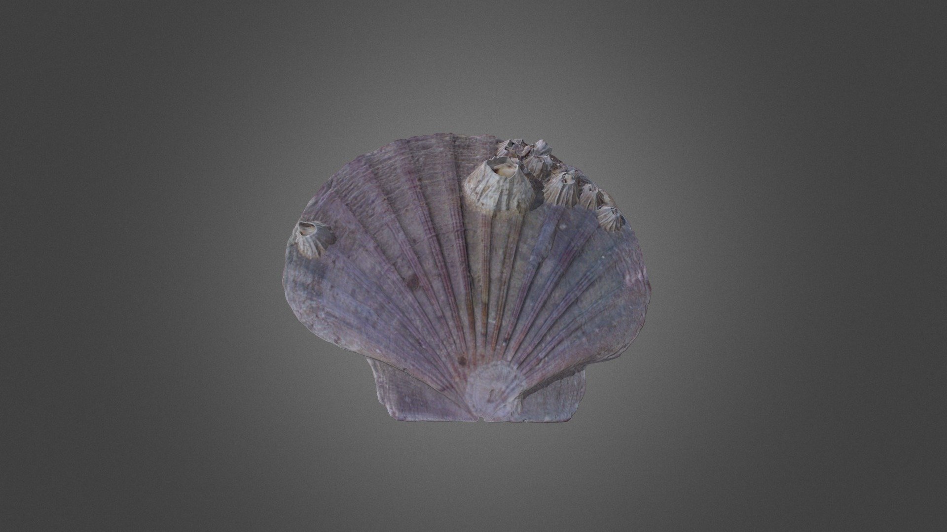 Scallop shell with barnacles - 3D model by Touchstones Rochdale ...