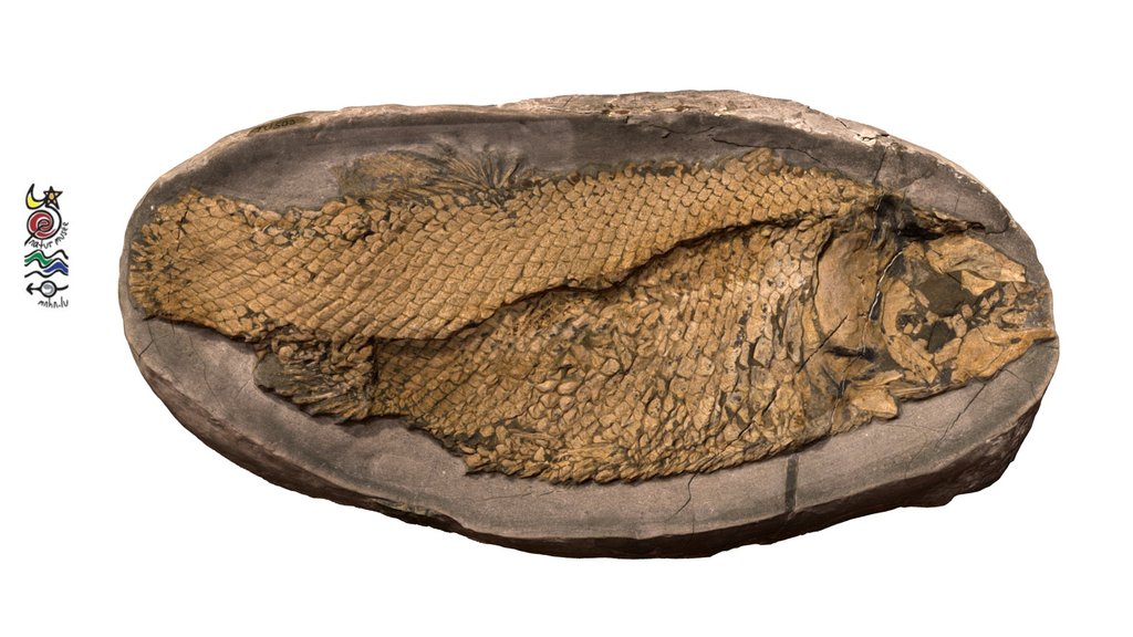 Fossil reconstraction - A 3D model collection by KonstantinArtist ...