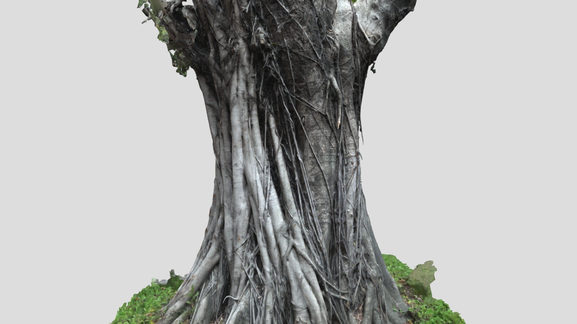 Tree03 Scan - Download Free 3D model by joeshu [27ab674] - Sketchfab