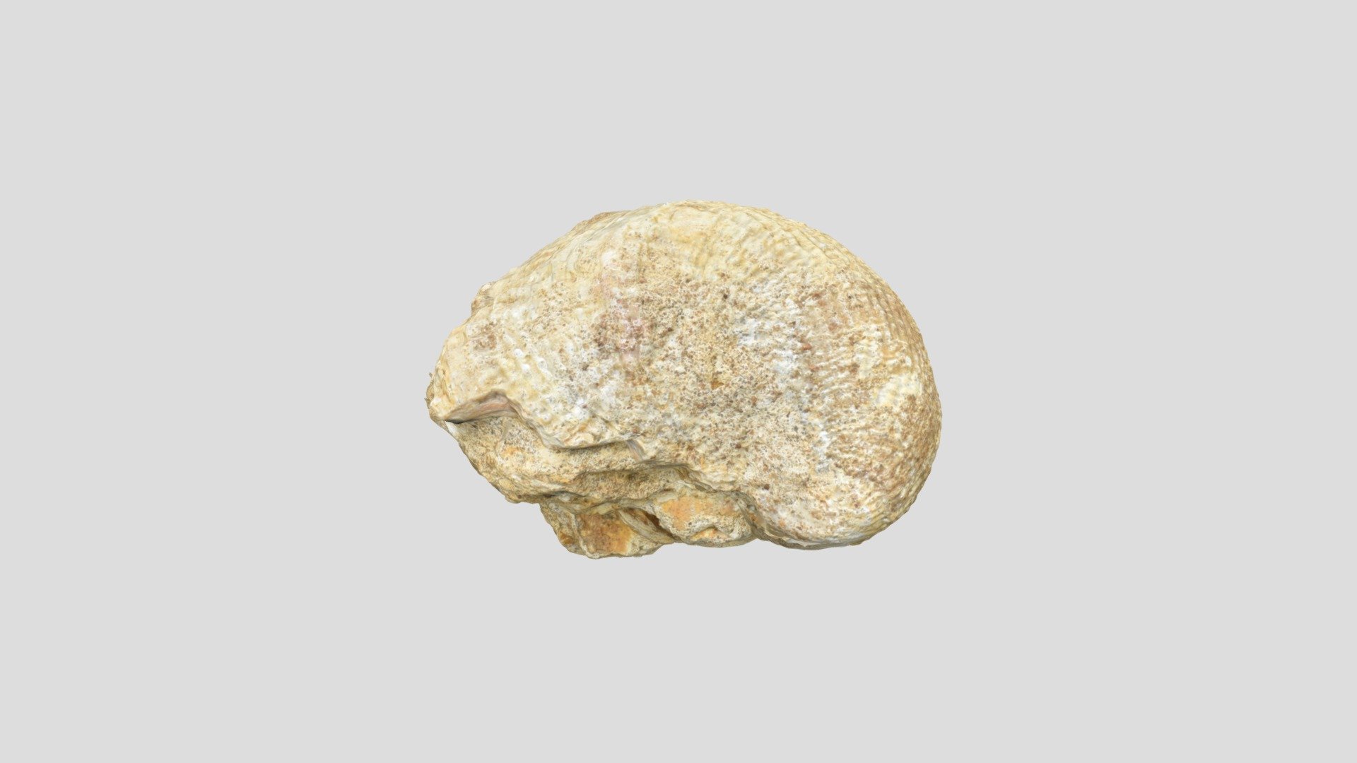 Exogyra 6-A5 - 3D model by iowa_state_sciences [27b0f8e] - Sketchfab