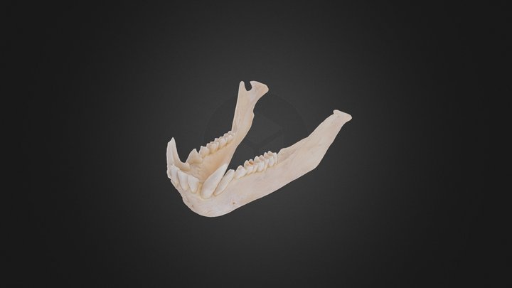 Gibbon 3D models - Sketchfab