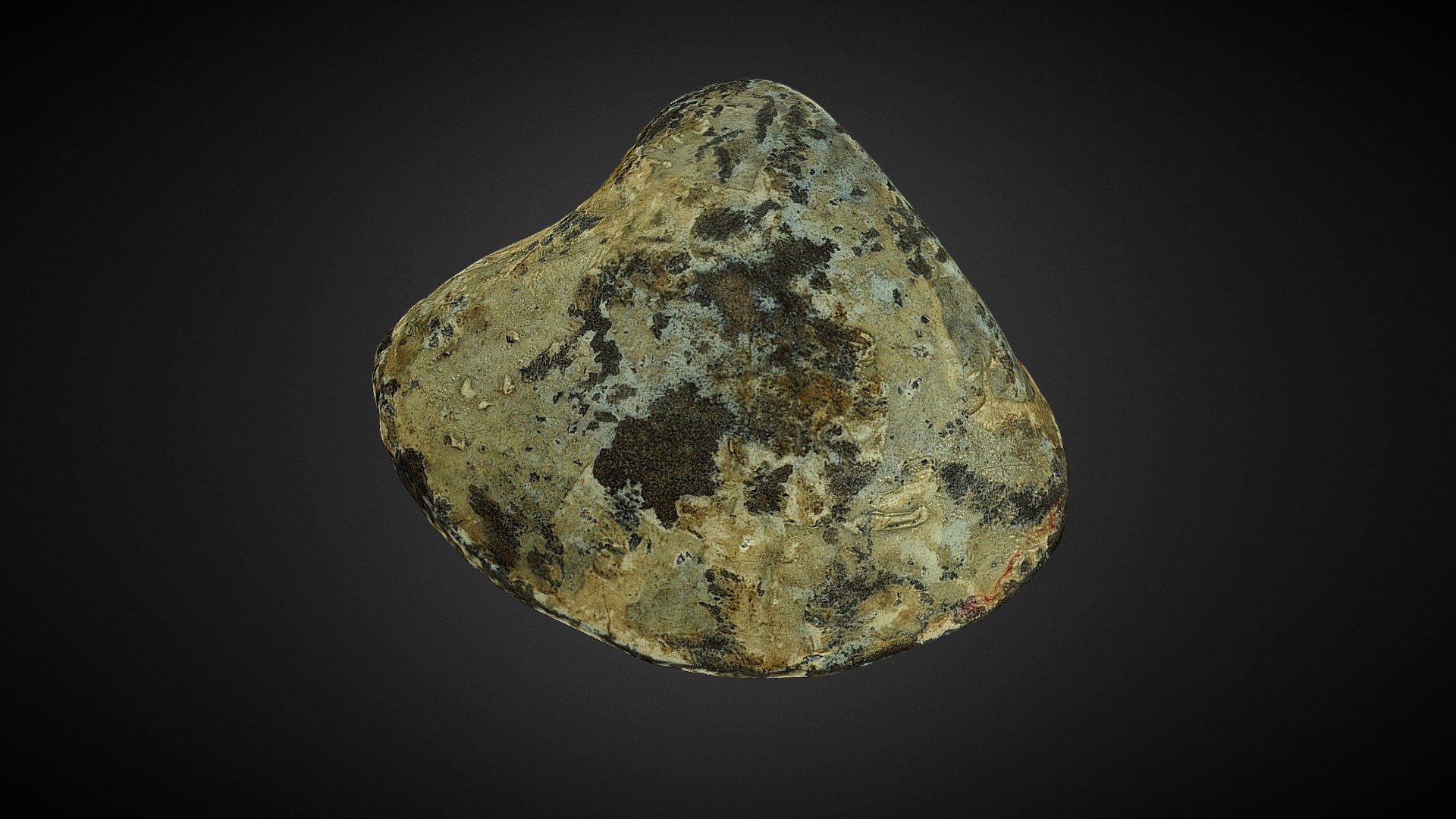 Mactra sp. - 3D model by paleontologiaudec [27c1a76] - Sketchfab