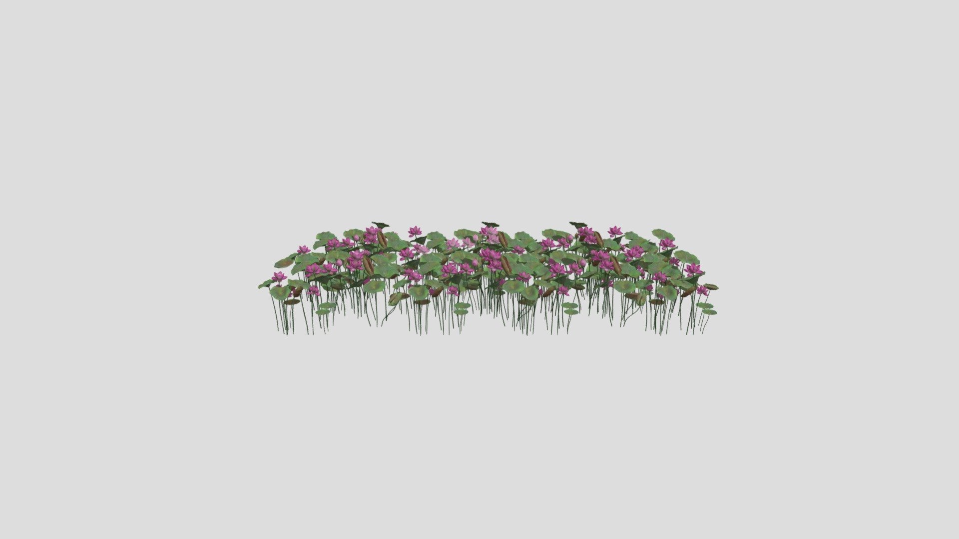 Lotus Lake TVC - Hoa sen - Download Free 3D model by tranhuytvc ...