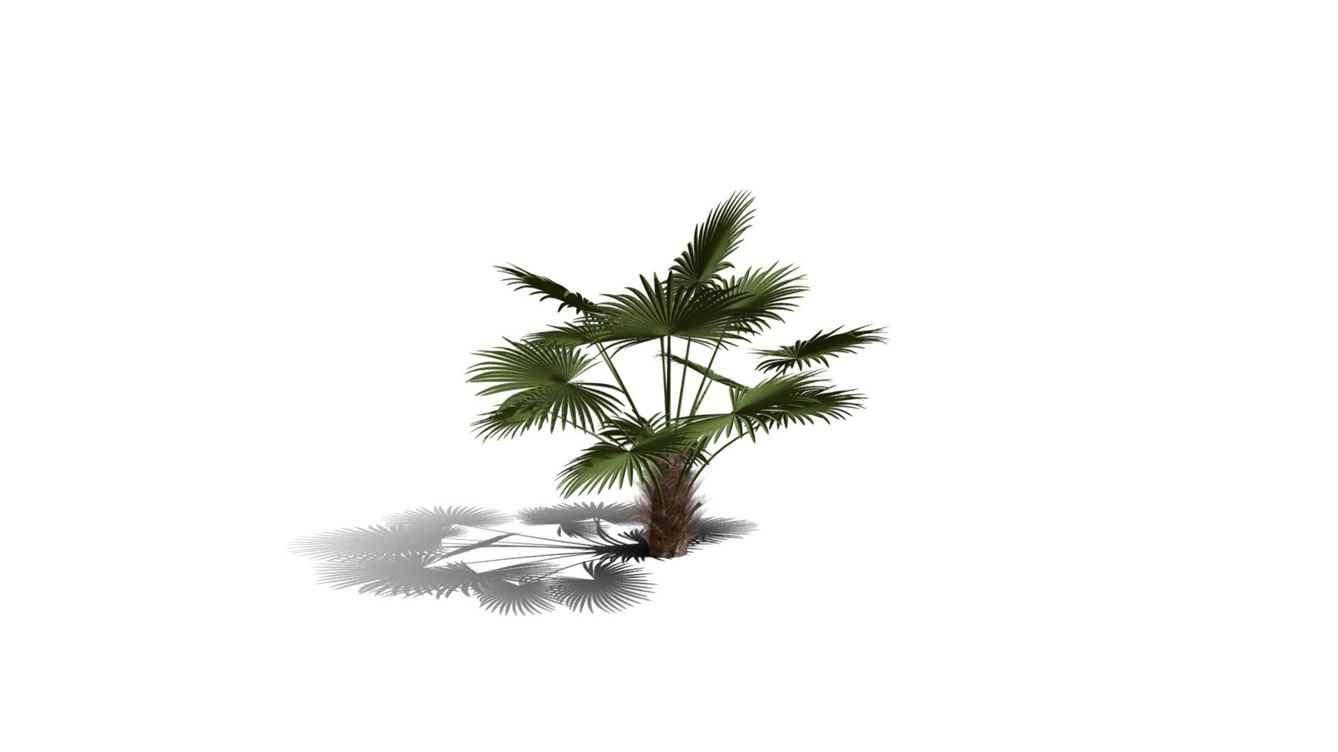 Realistic HD Windmill palm (11/25) - Download Free 3D model by ...
