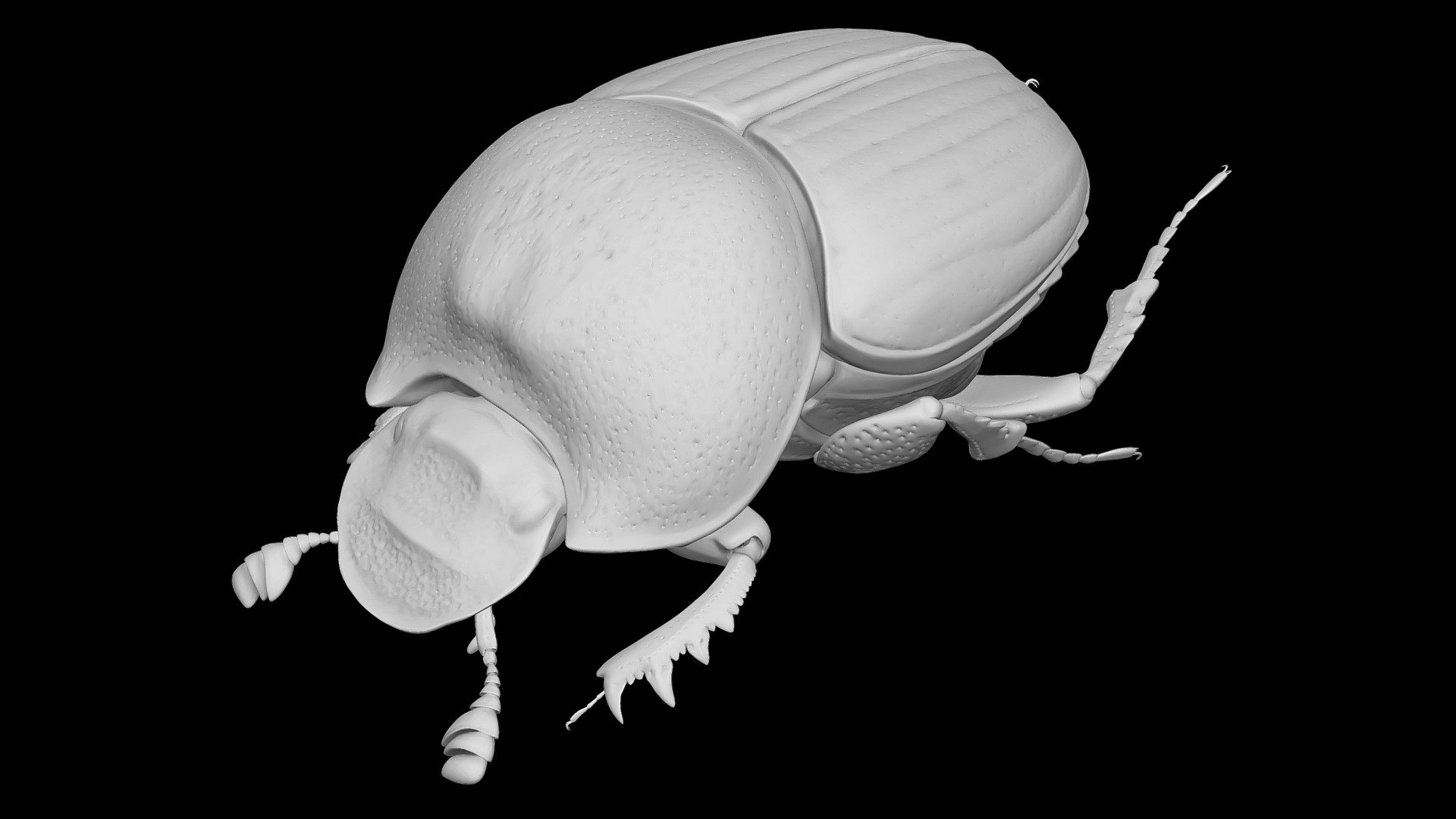 Onthophagus - Download Free 3D model by tunosemi [27c366a] - Sketchfab