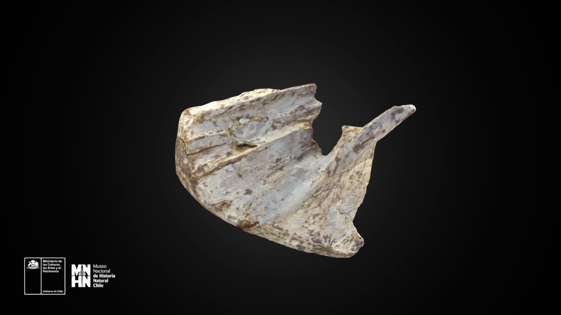 Catonyx sp. - Download Free 3D model by Museo Nacional de Historia ...