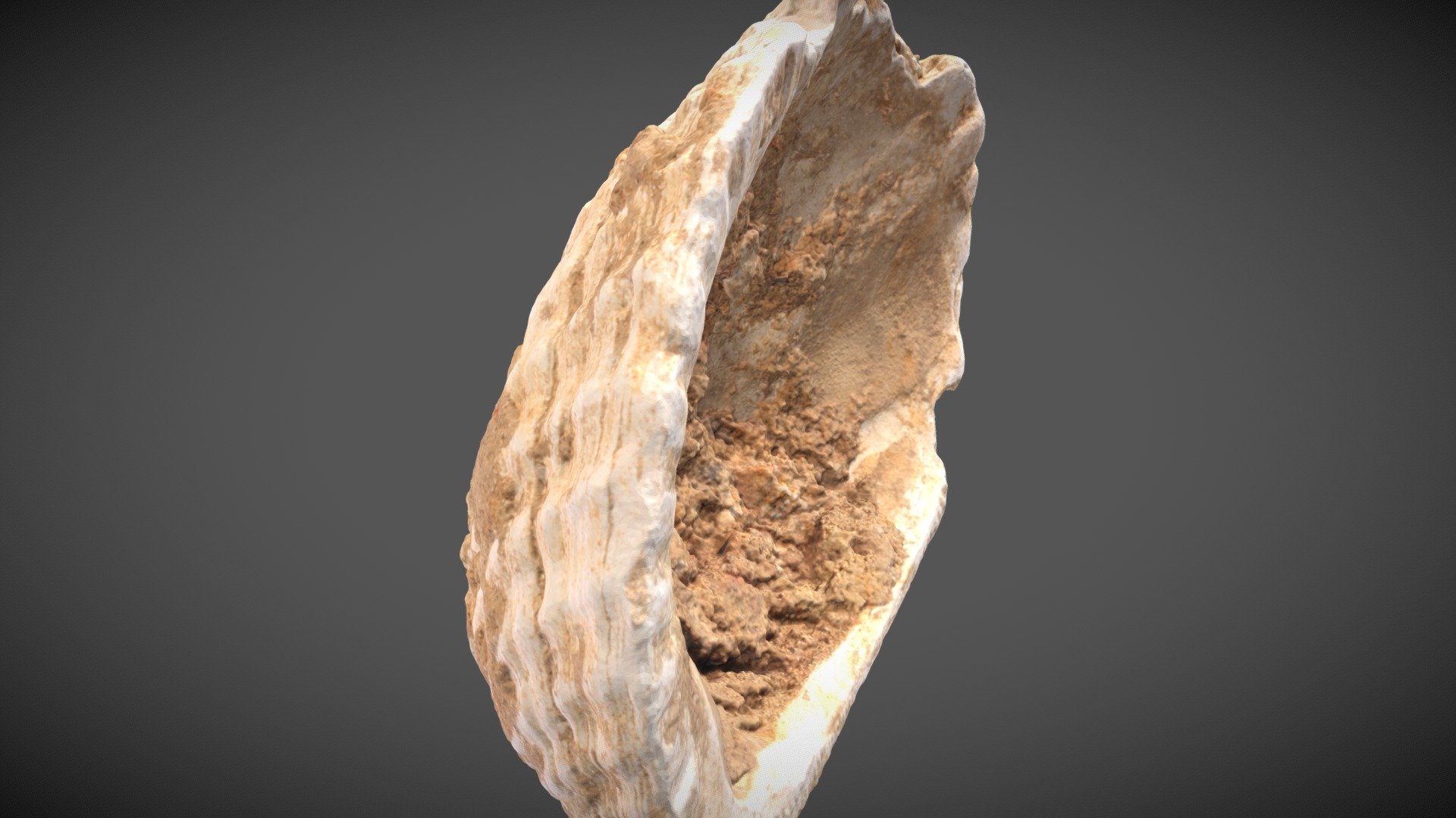 Sea shell - 3D model by Museums of History NSW [27ca2a5] - Sketchfab