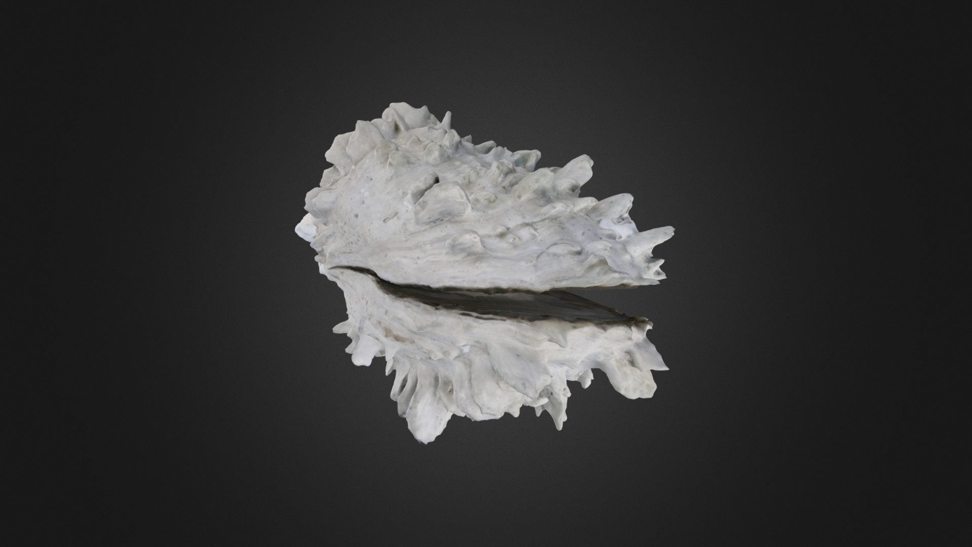 Bivalve: Spondylus rotundatus (PRI 41912) - Download Free 3D model by ...