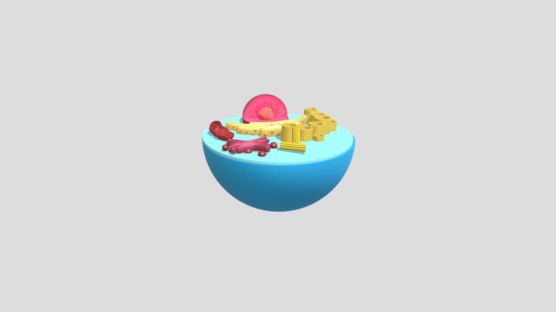Cellula Animale - Download Free 3D model by prugnhz [27cf020] - Sketchfab