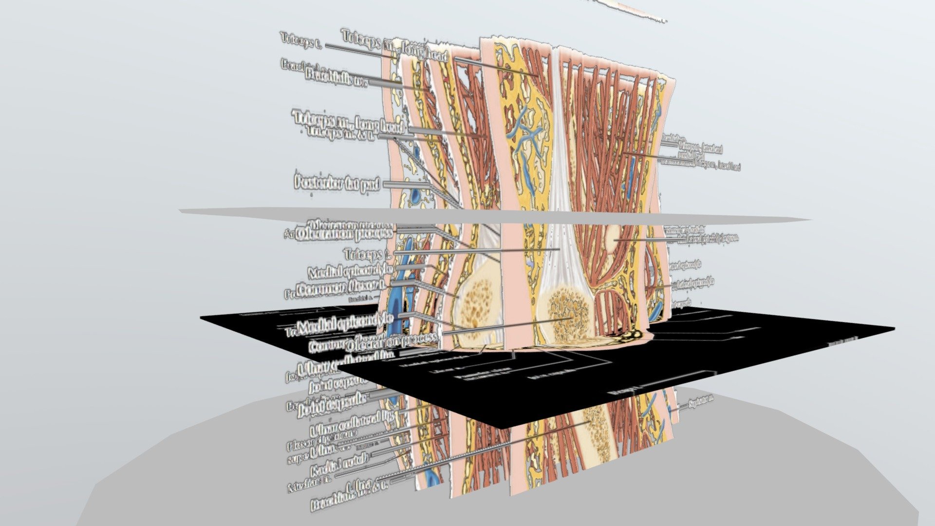 Anatomy of the Elbow (reconstructed from netter) - 3D model by Mohamed ...