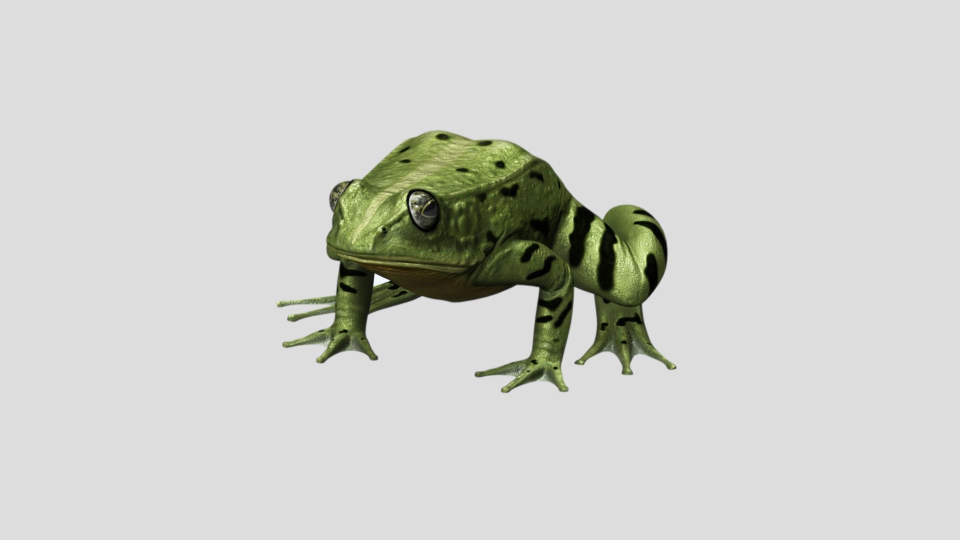 Bagian Tubuh Luar Katak Dewasa - 3D model by zulfitri06062004 [27d7369 ...