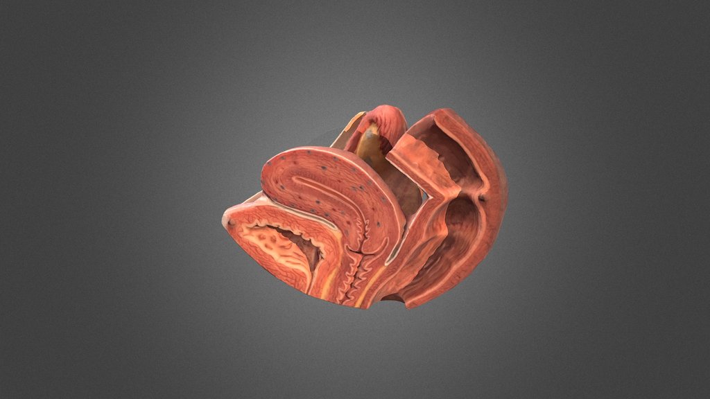 female repro - A 3D model collection by emoore777 - Sketchfab