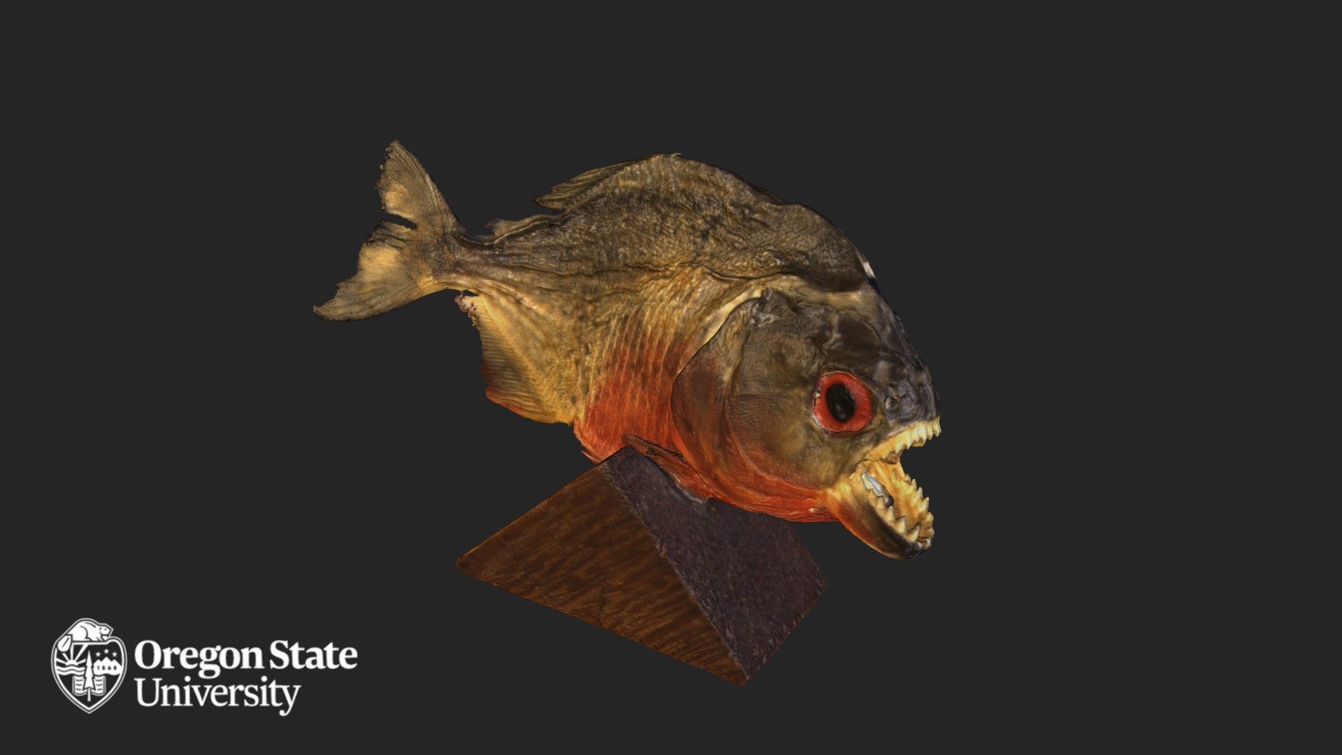 Mounted Piranha - 3D model by Oregon State University | Ecampus ...