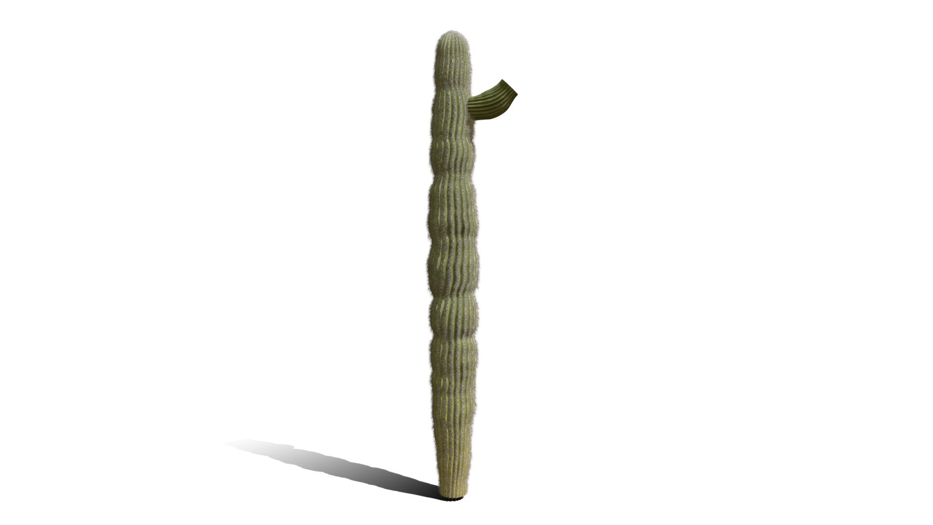 Realistic HD Saguaro cactus (18/30) - Buy Royalty Free 3D model by ...