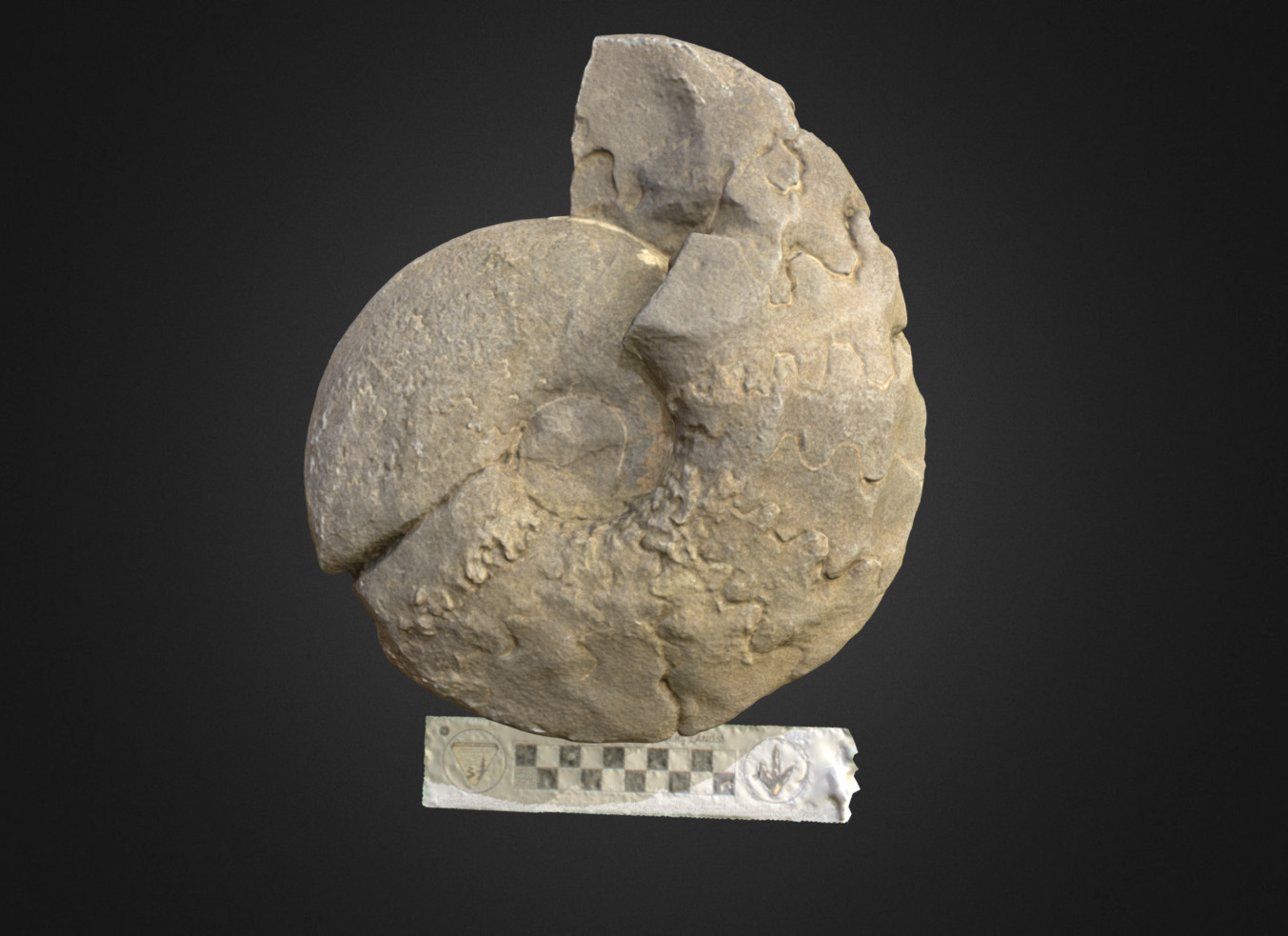 Ammonite Pachydiscus hazzardi - Katmai NP - 3D model by Alaska National ...