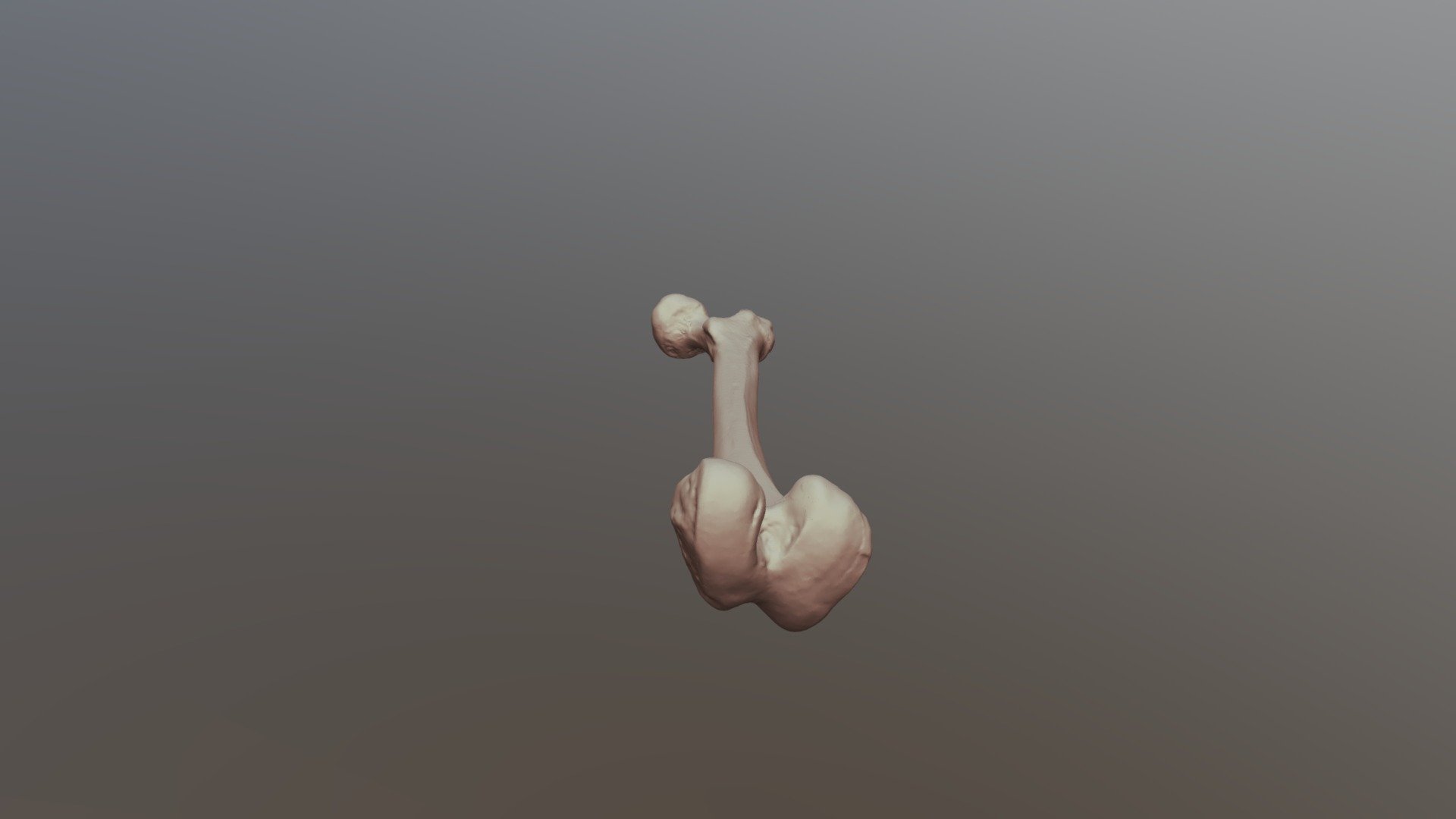 Human Femur - University of Oklahoma Anatomy - 3D model by bobbyreed ...