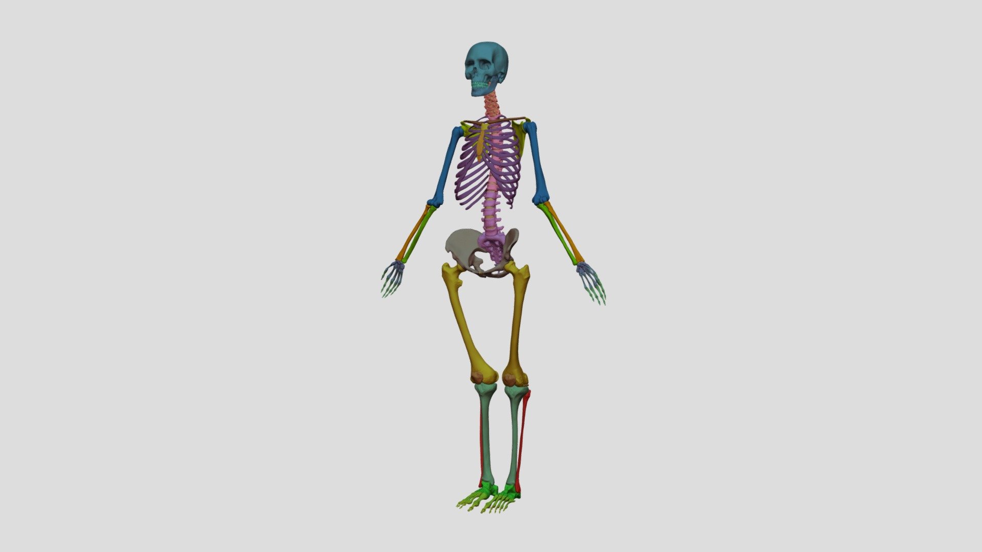 Female Skeleton With Color Distinctions - 3D model by Ringling Figure ...