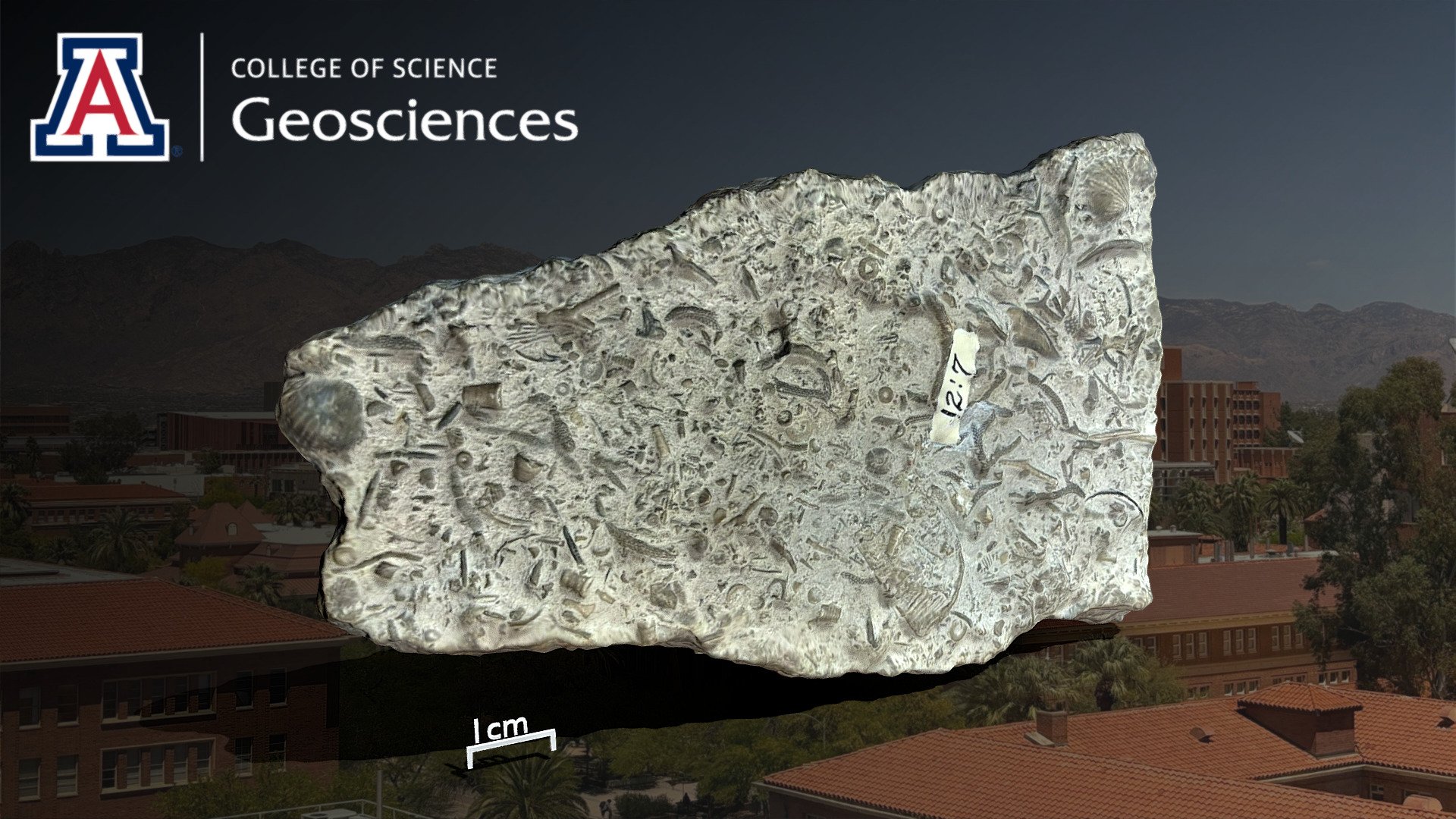 Rochester Shale - Bryozoan Assemblage - 3D model by DM (@DM-UoA ...