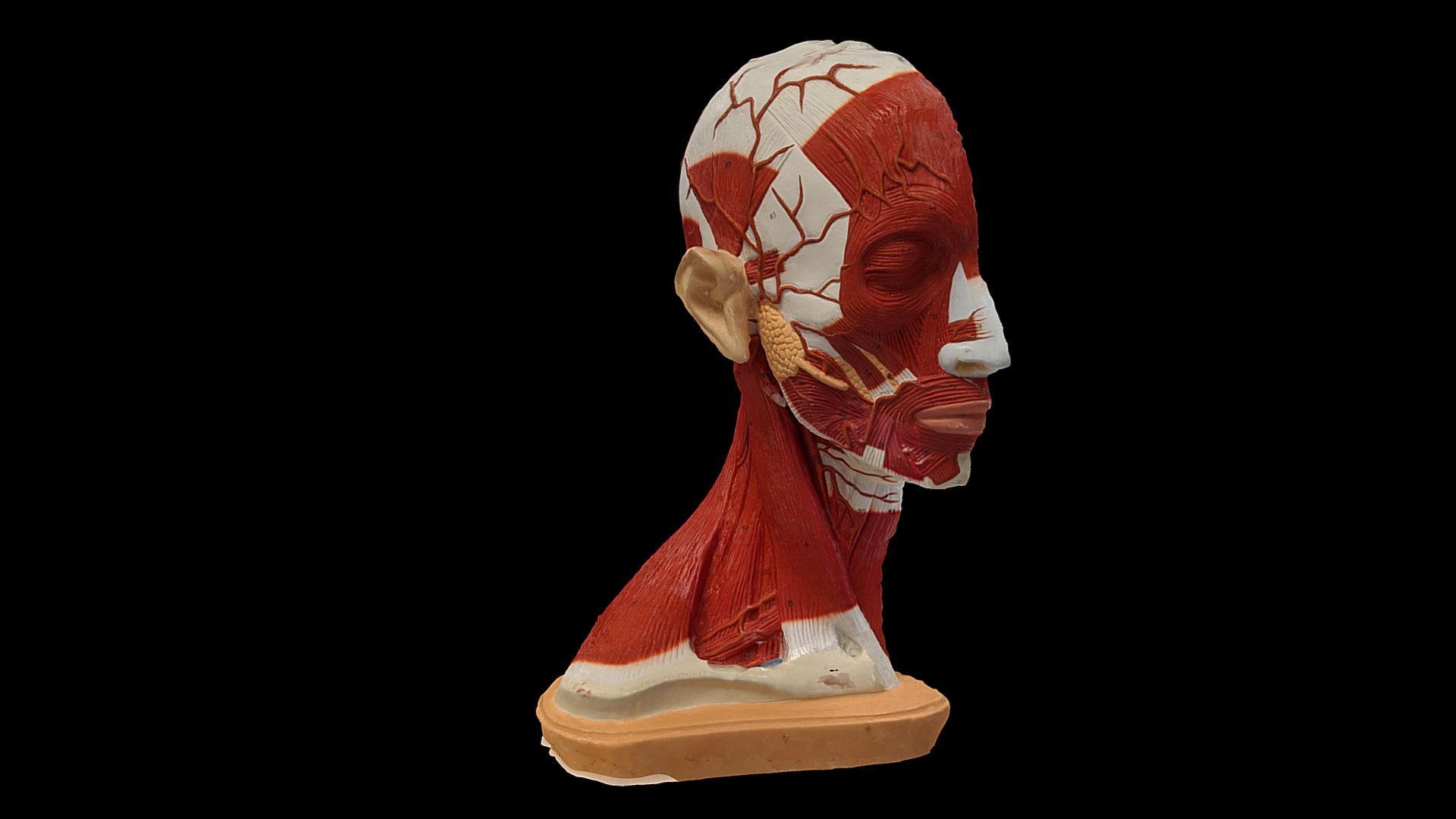 Musclehead - Download Free 3D model by AnatomyNUIG [27f364e] - Sketchfab