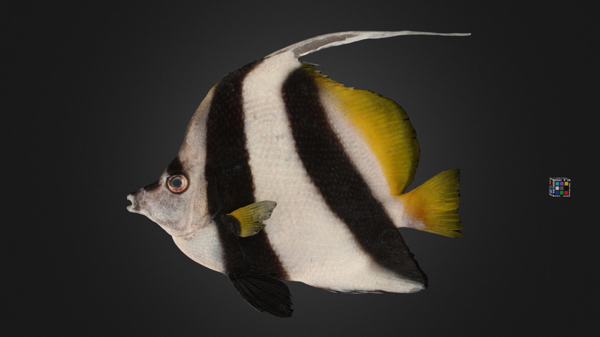 CC0 ハタタテダイ 🐠 Pennant Coralfish, H. acuminatus - Download Free 3D model ...