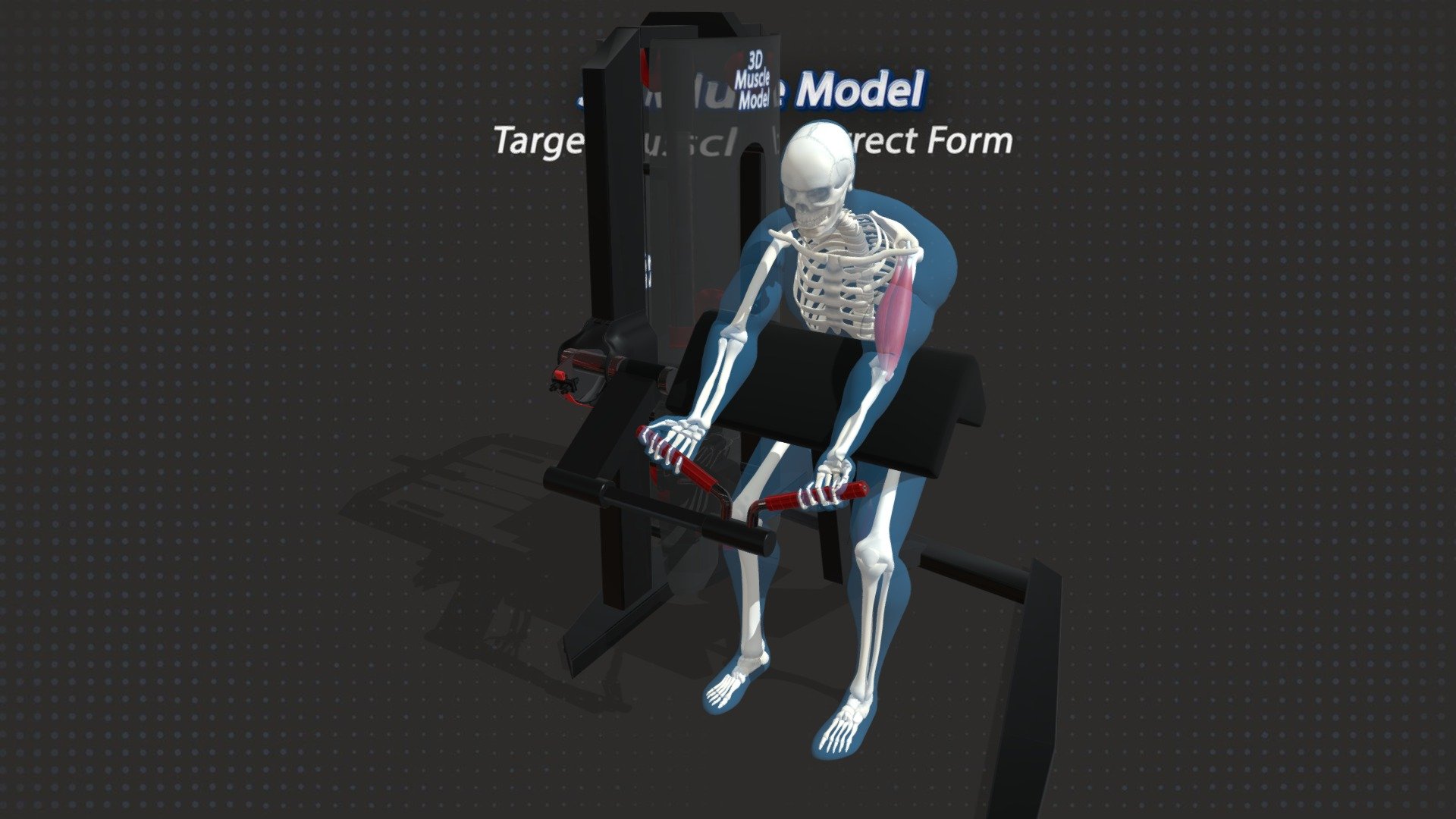88. Bicep Curl Machine Cable Loaded - 3D model by Mike - 3D Muscle Model (@mikeshortall1991 ...