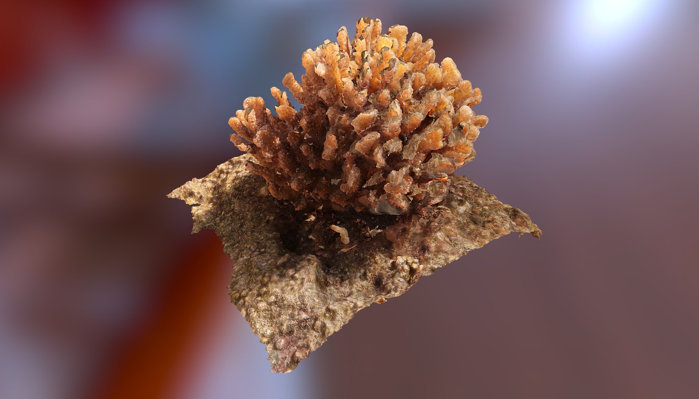 P. Meandrina - 3D model by John_HR_Burns (@johnhrburns) [27fd151 ...