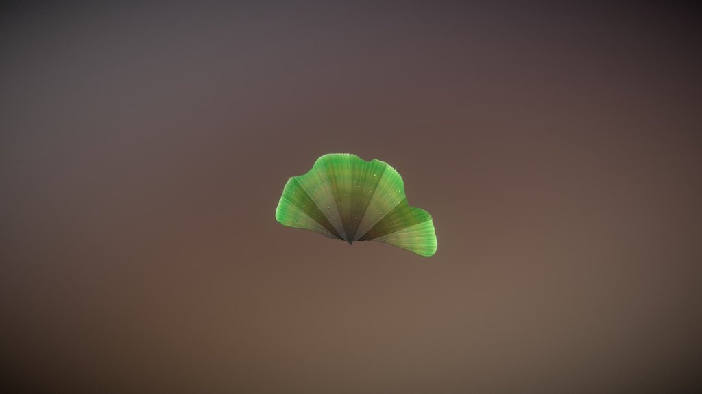 Udotea sp - 3D model by CONABIO [2800c91] - Sketchfab