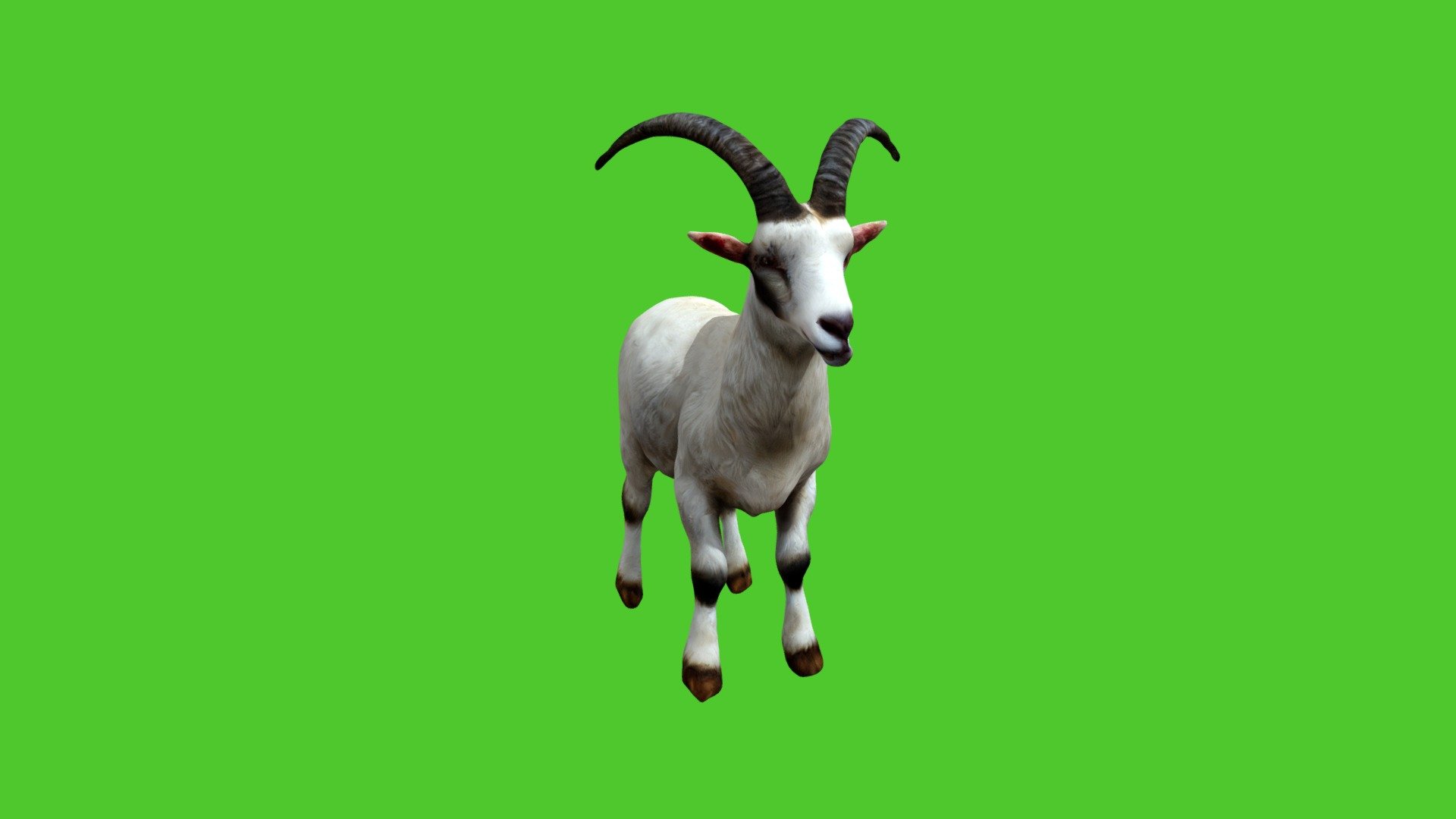 goat - Download Free 3D model by tech.service.allwe [2805b9e] - Sketchfab