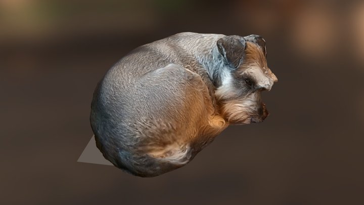 Schnauzer 3D models - Sketchfab