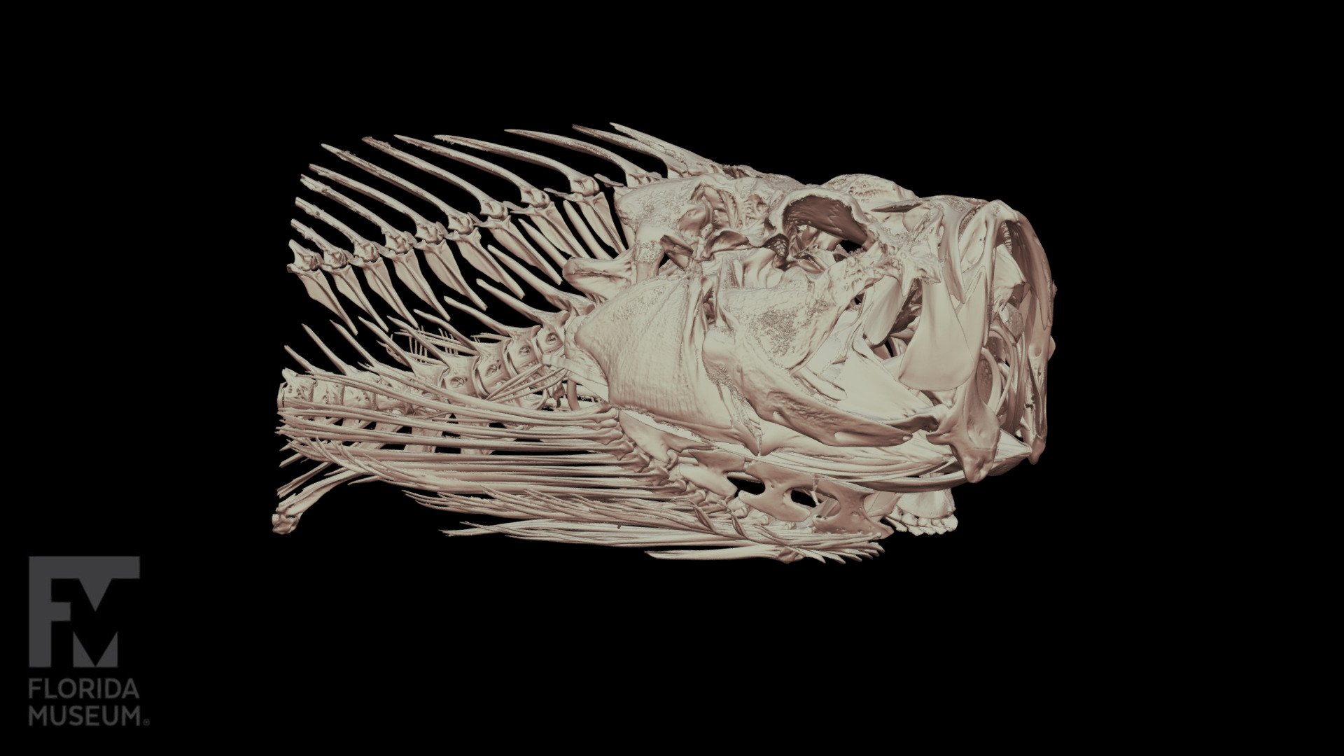 Stonefish - Marine fish - 3D model by FloridaMuseum [280e61c] - Sketchfab