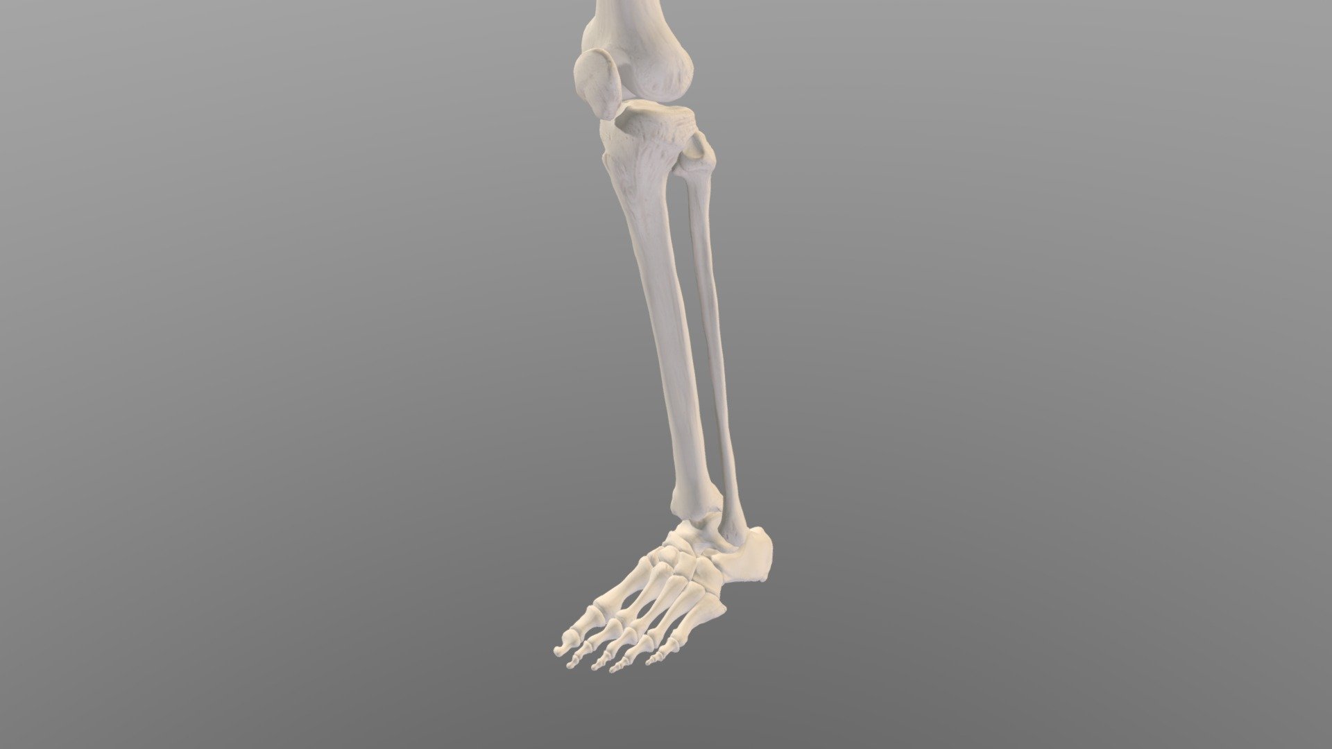 Leg skeletal anatomy - 3D model by Snorkle [2812dea] - Sketchfab
