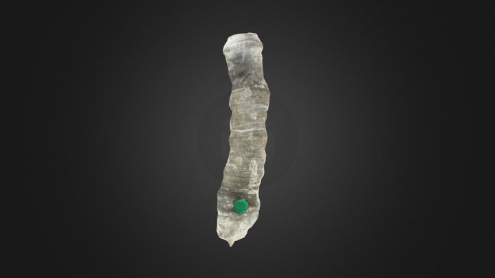 Rugose 3D models - Sketchfab