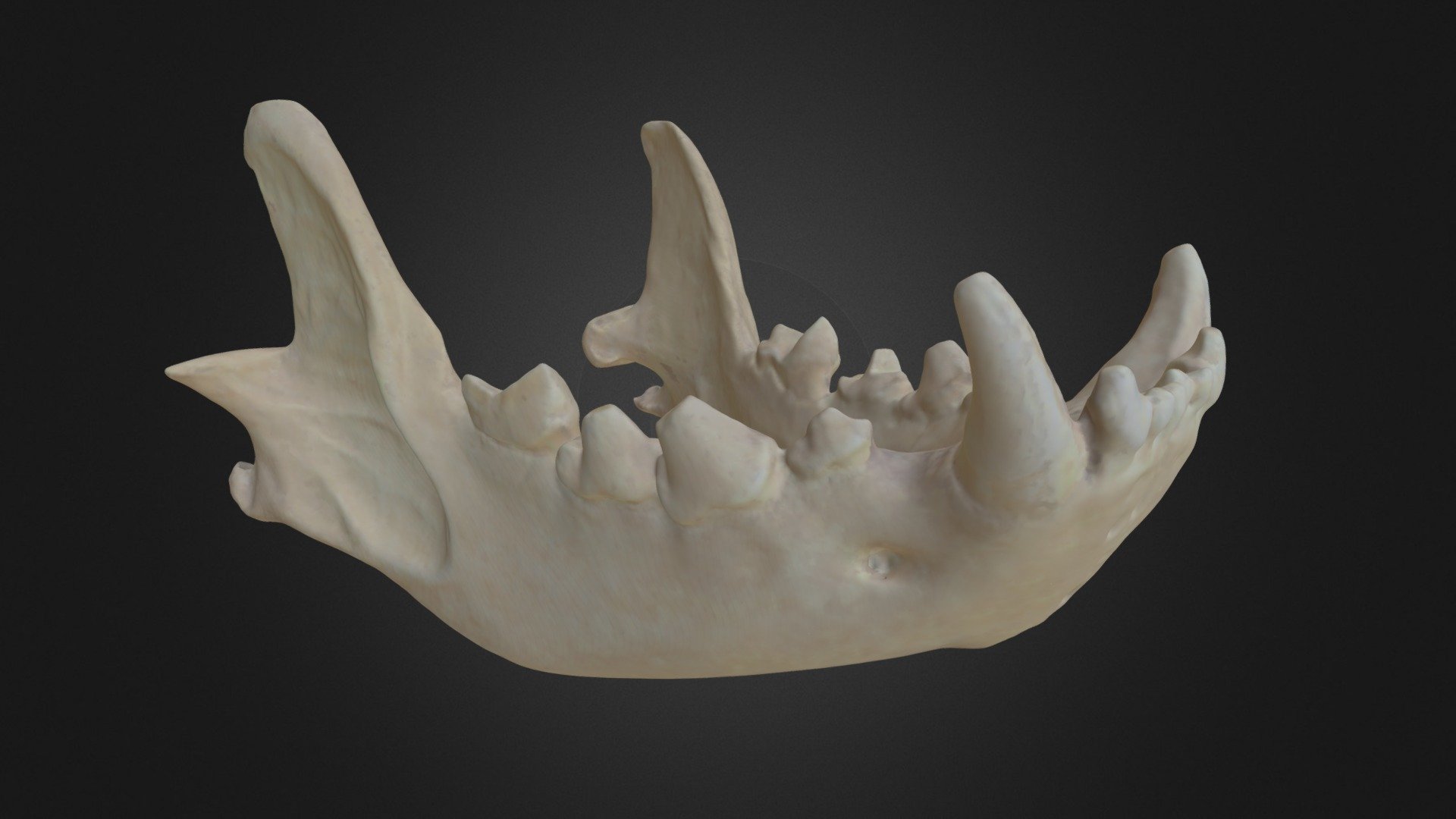 Crocuta crocuta, mandible - Download Free 3D model by Museu de Ciències ...