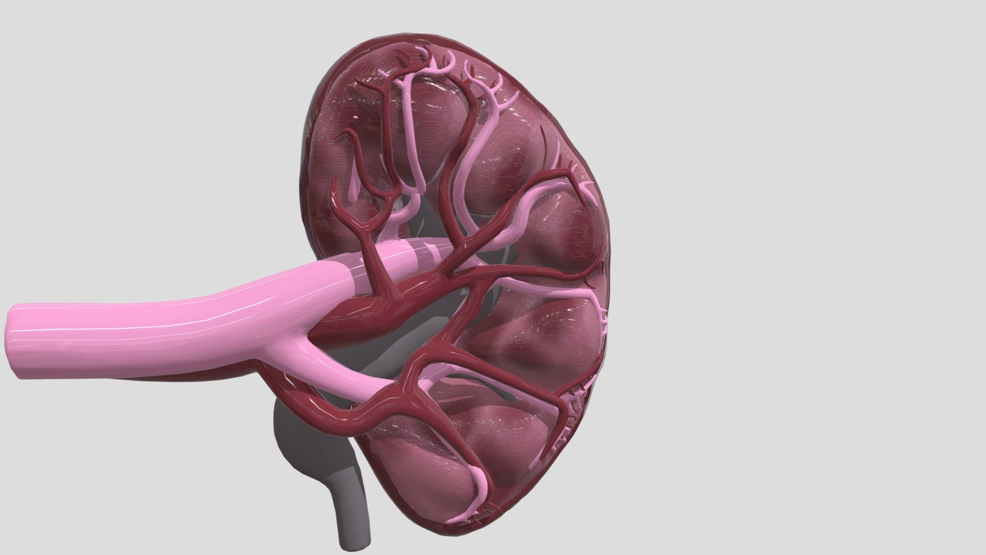 kidney - 3D model by rajku121 (@surajku121989) [28239a5] - Sketchfab