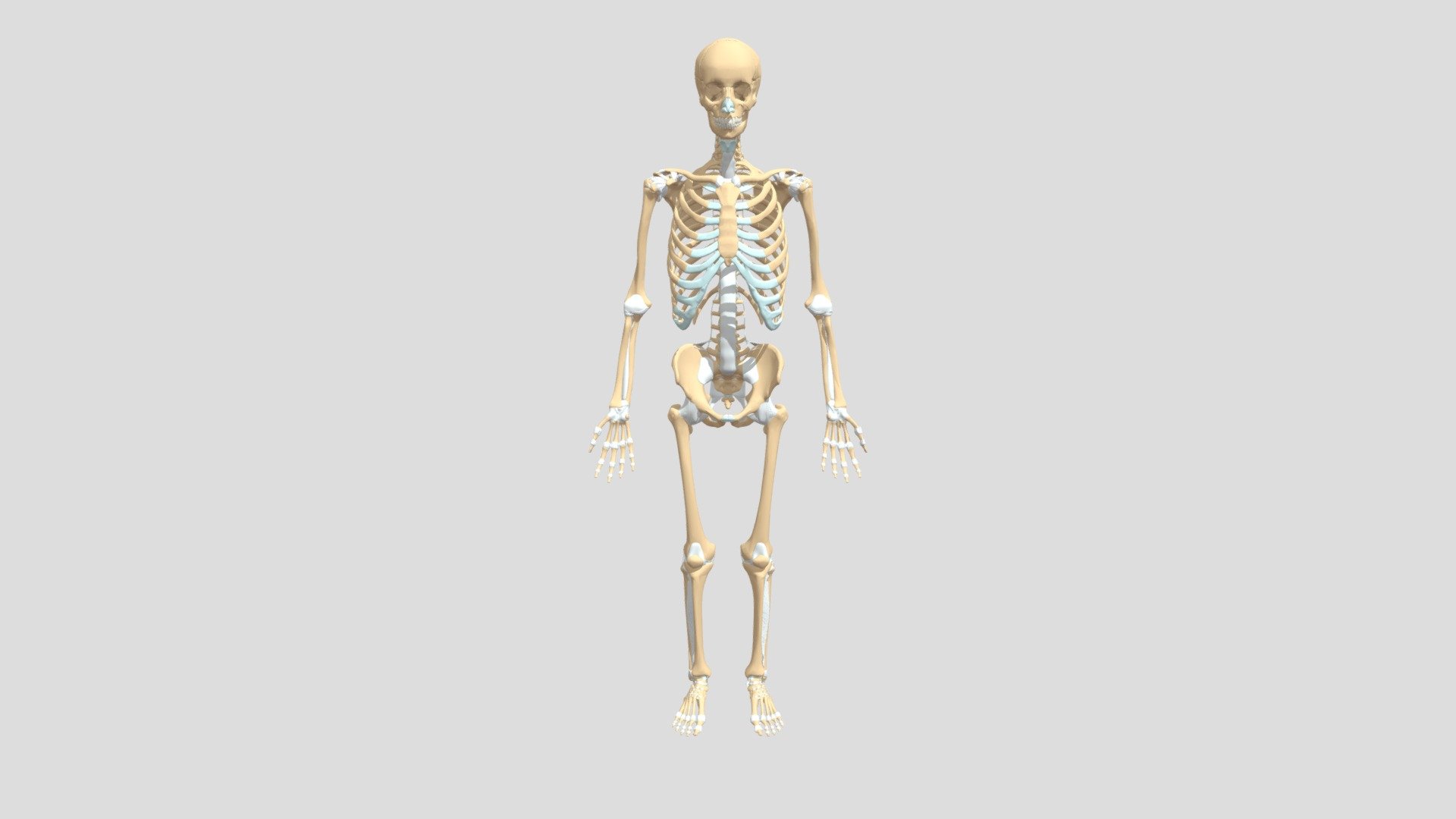 Anatomy - Download Free 3D model by celeritasdigital (@saadchishti ...