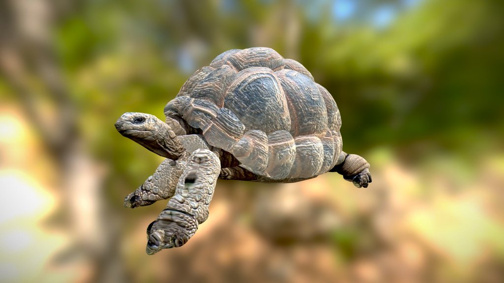 animal models - A 3D model collection by loafcycle - Sketchfab