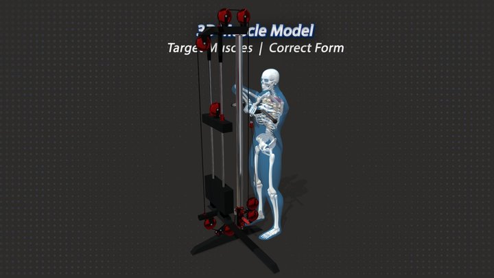 Triceps 3D models - Sketchfab