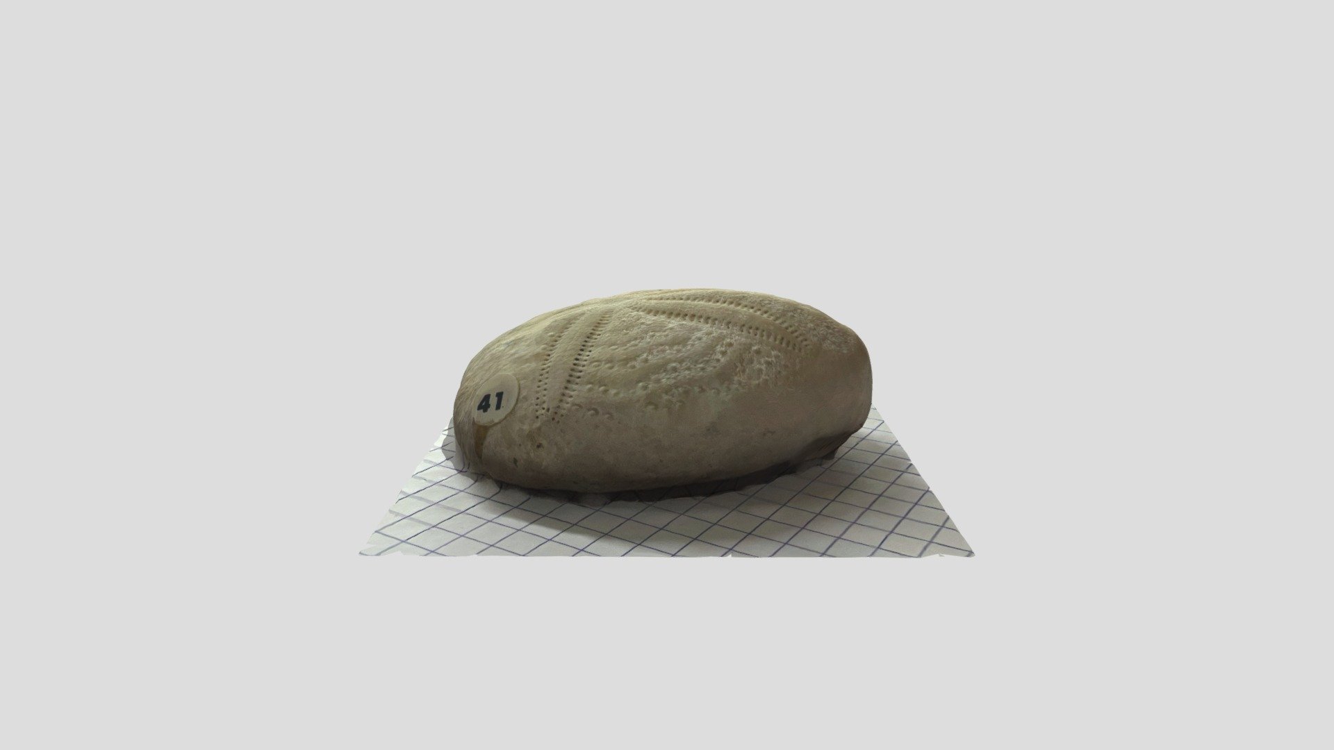 Lab 5B: Fossil 2 - Download Free 3D model by maxNeedleGeo [2835623] - Sketchfab