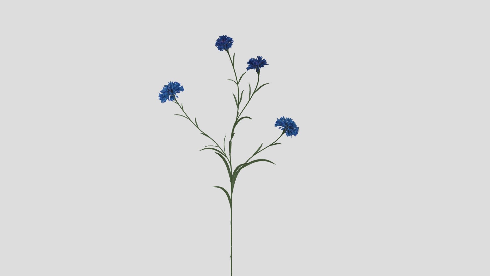 Cornflower Stem - 3D model by rain0123x [28376d1] - Sketchfab