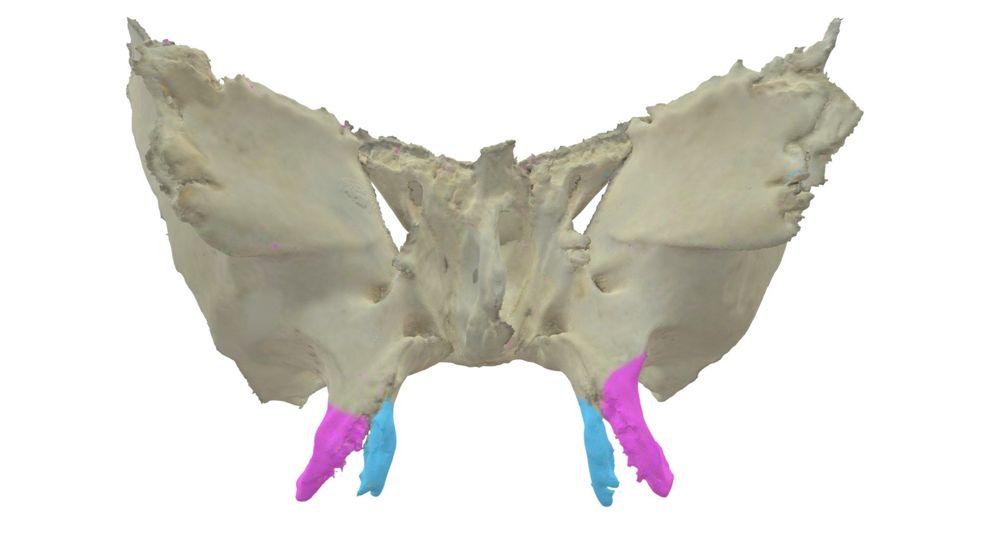 os sphenoidale- processus pterygoideus - 3D model by Universiteit ...