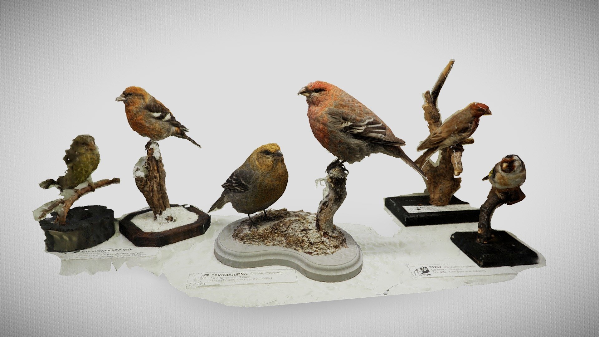 Taviokuurna & Tikli - Download Free 3D model by Juha M (@cosmical ...