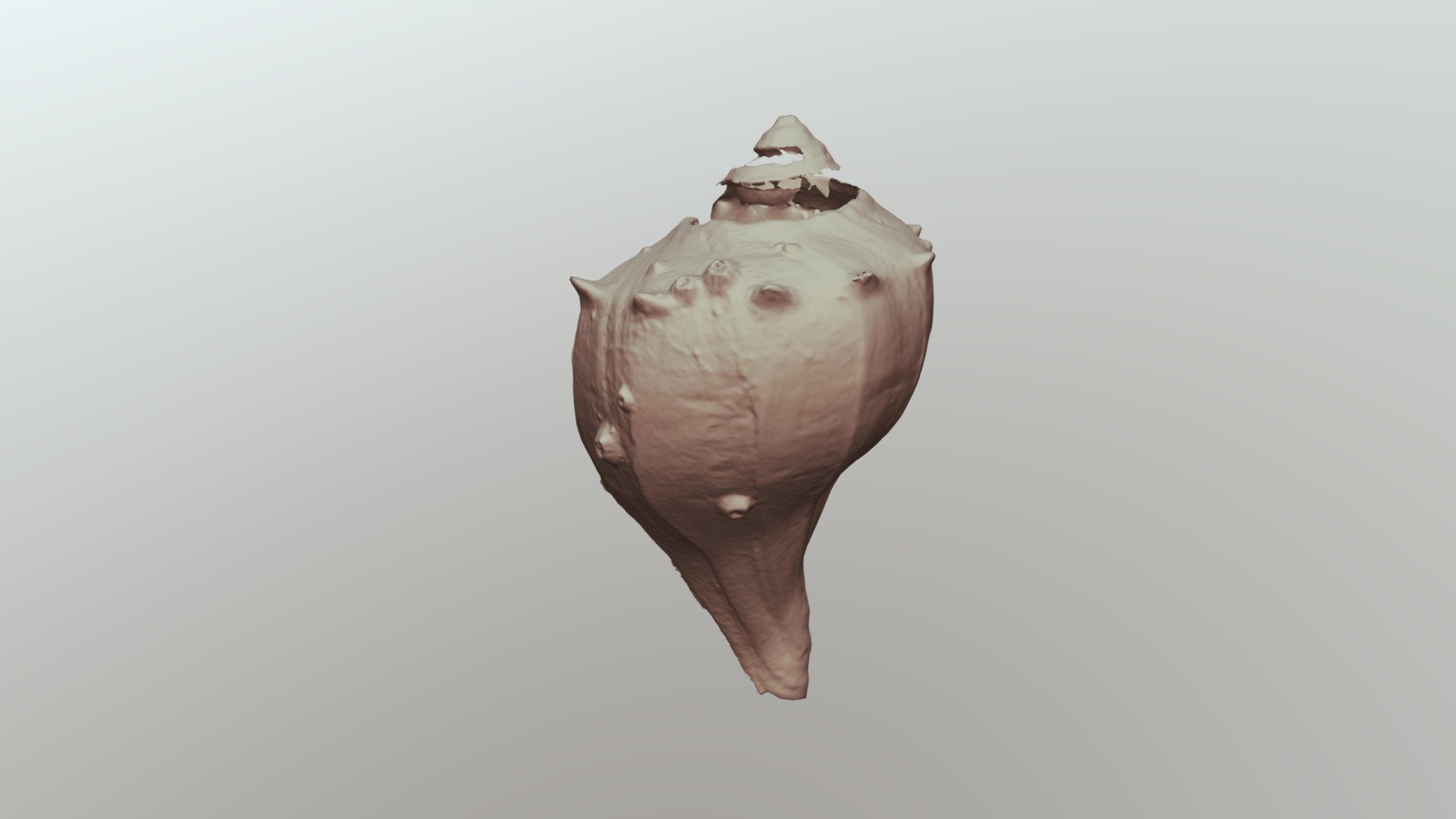 Shell_2 - 3D model by GQ [284649d] - Sketchfab