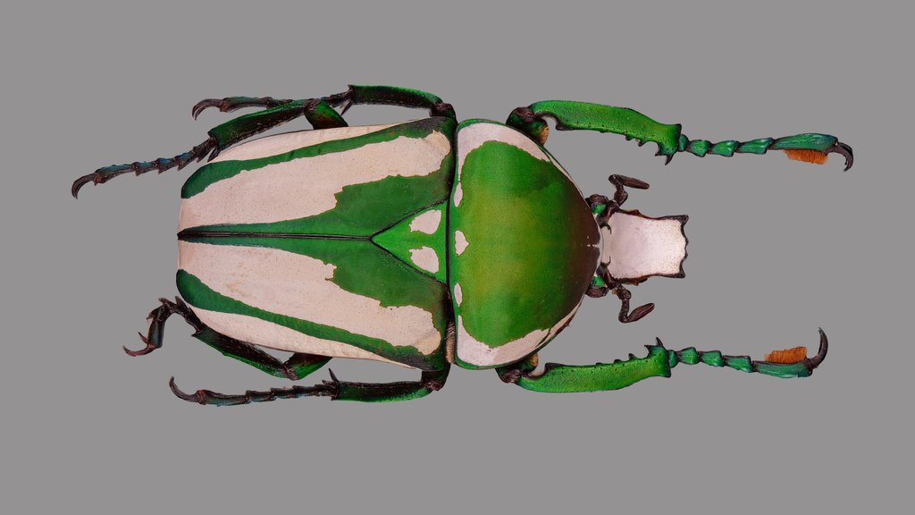 insects - A 3D model collection by unsungzero - Sketchfab