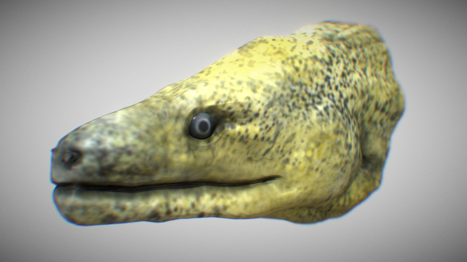 Moray Eel - Buy Royalty Free 3D model by Tom Johnson (@Brigyon ...