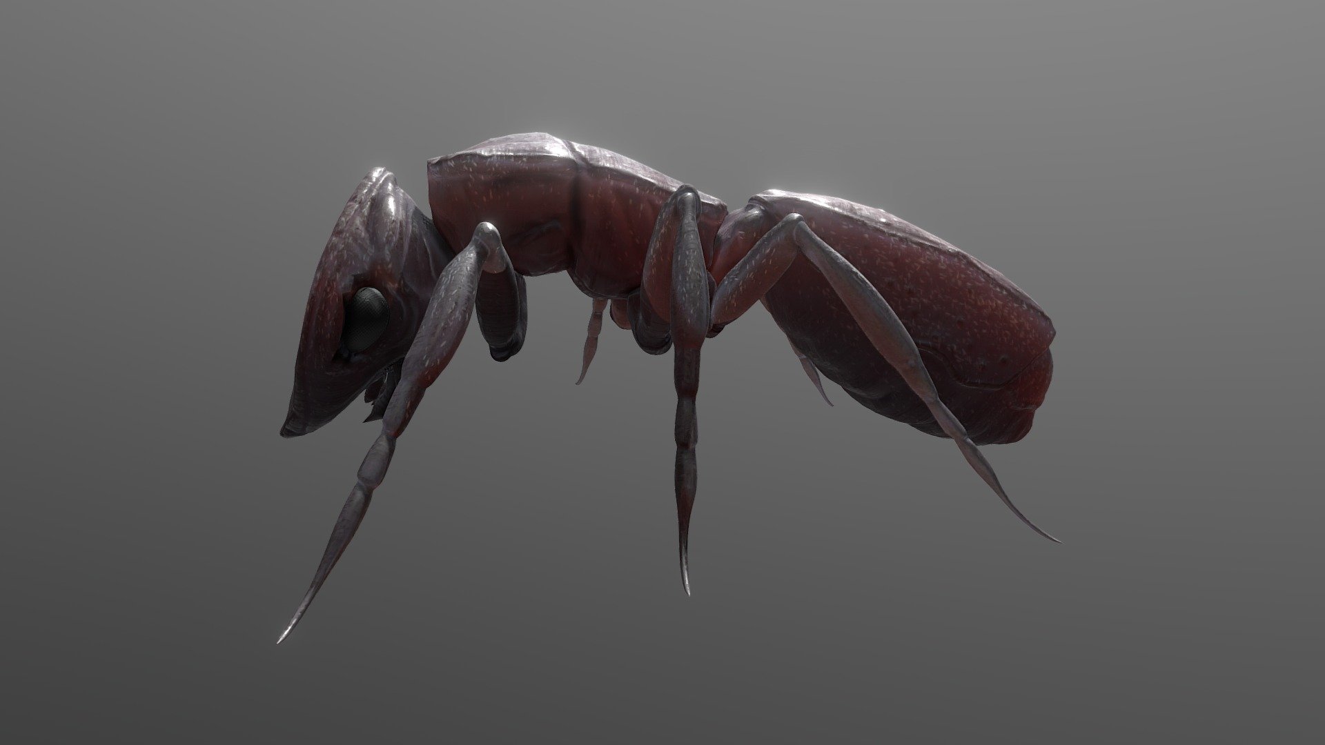 Door-Headed Ant - 3D model by Holly Jencka (@FutilR) [285987b] - Sketchfab
