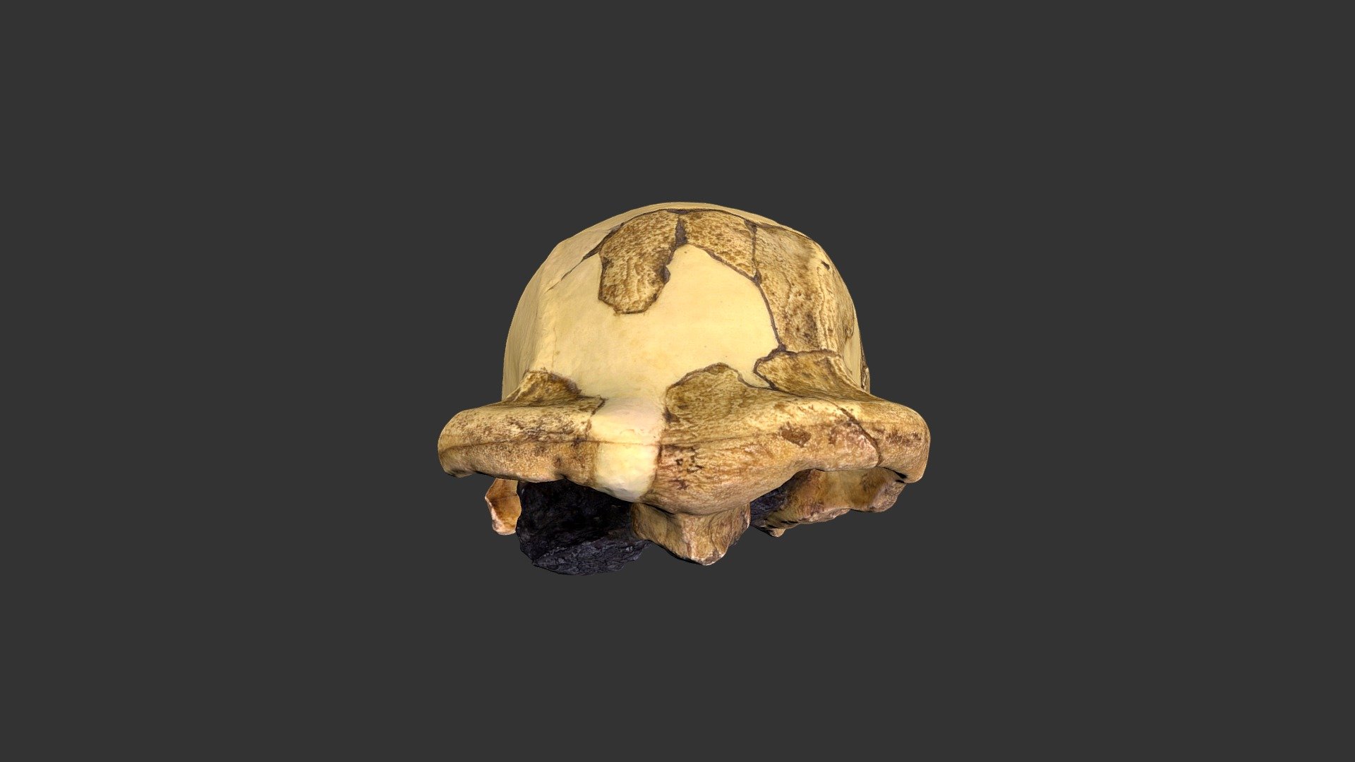 Homo erectus (2501.1rp88) - Download Free 3D model by RLA Archaeology ...